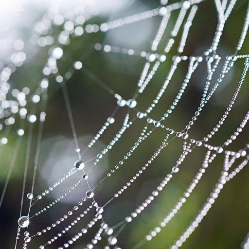 Gossamer Bio Org Chart + Executive Team